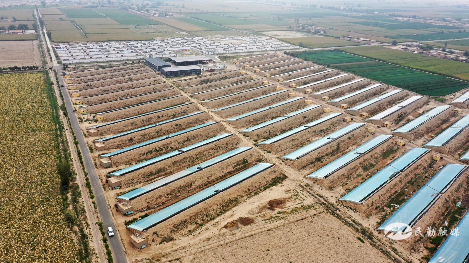 【民勤融媒乡村行——东坝镇】东一村：人参果产业旺 种植户增收忙_民勤县融媒体中心